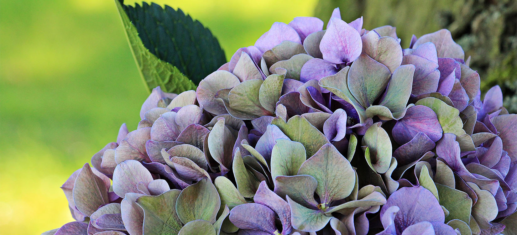 Molzon Landscape Nursery